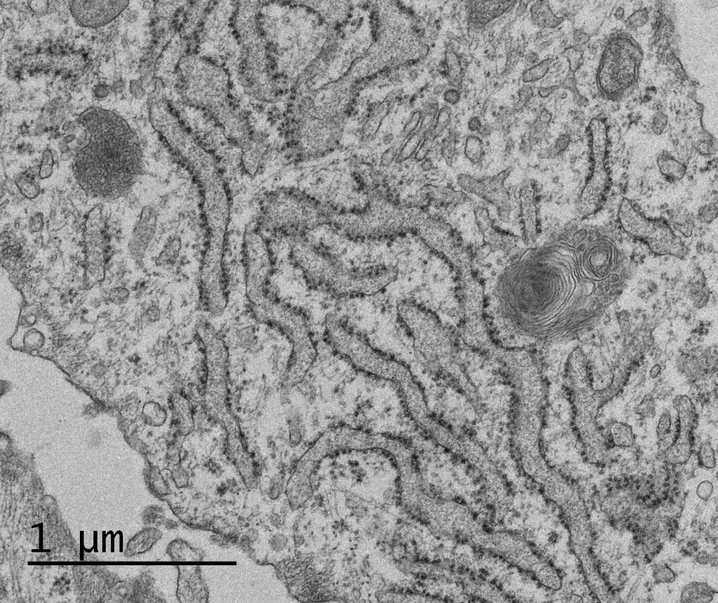 FiAM Node – Finnish Advanced Microscopy Node