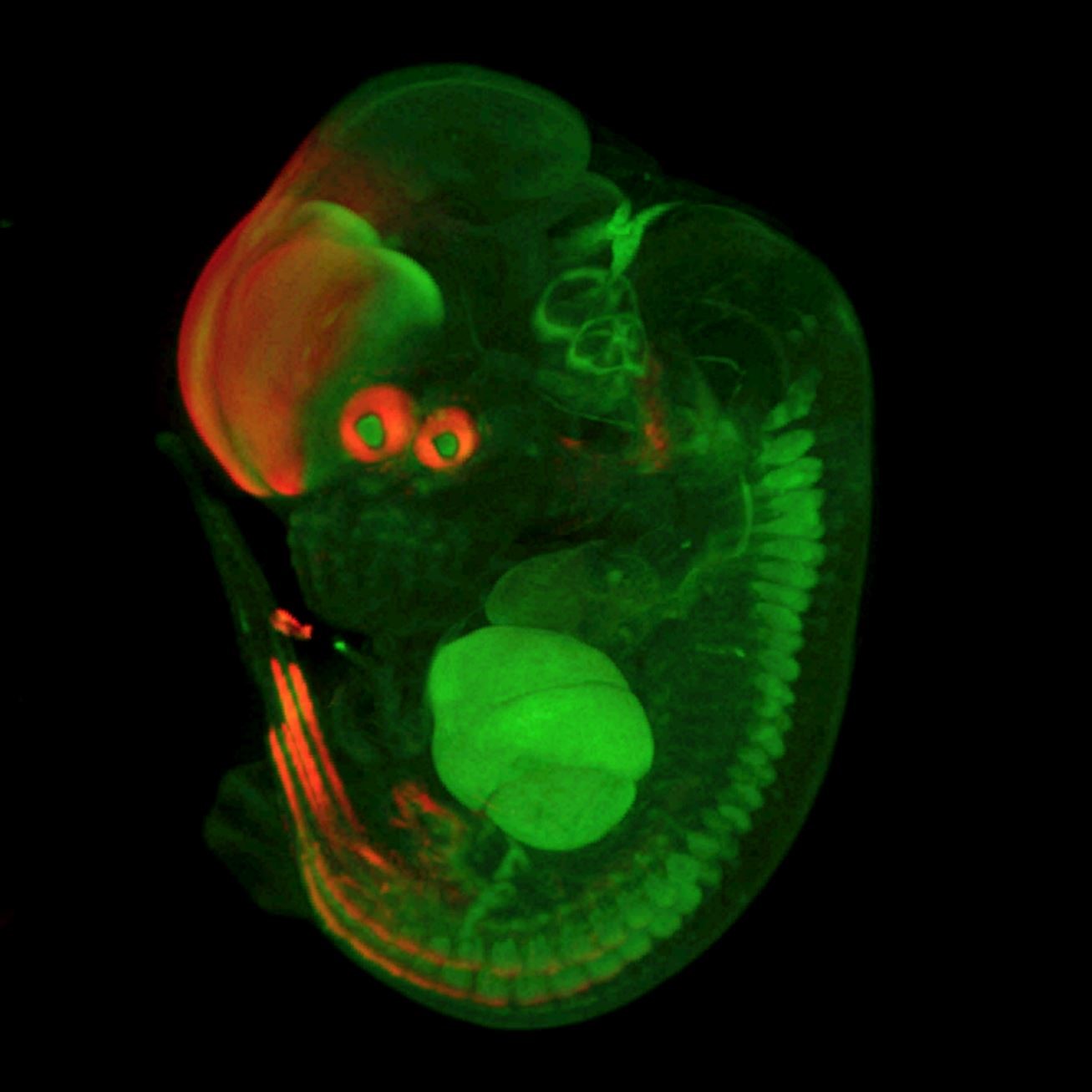 FiAM Node – Finnish Advanced Microscopy Node